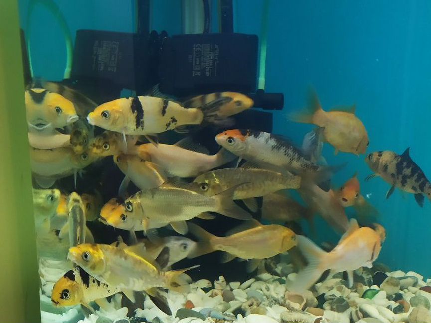 Цветной карп Кои для прудика