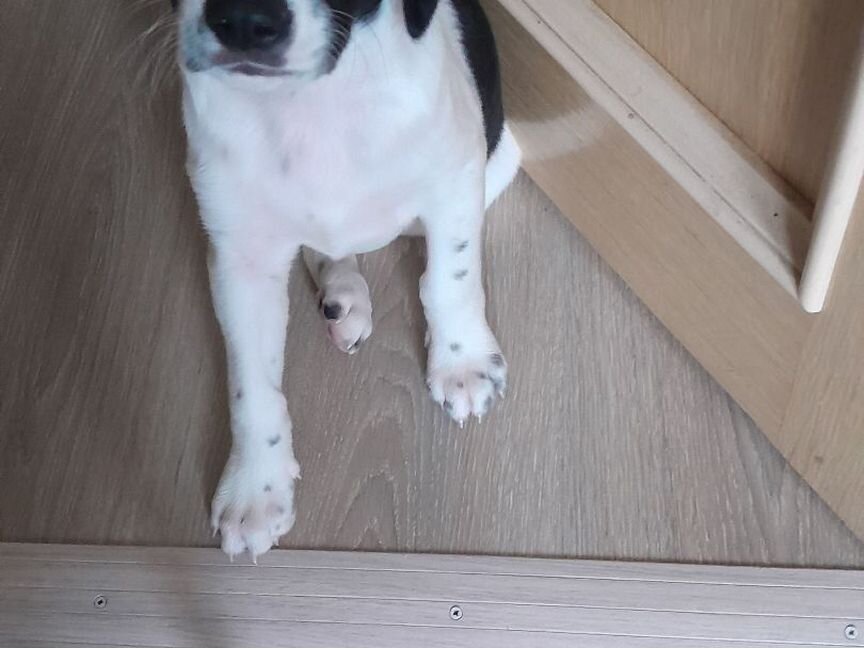 Собака в добрые руки отдам бесплатно