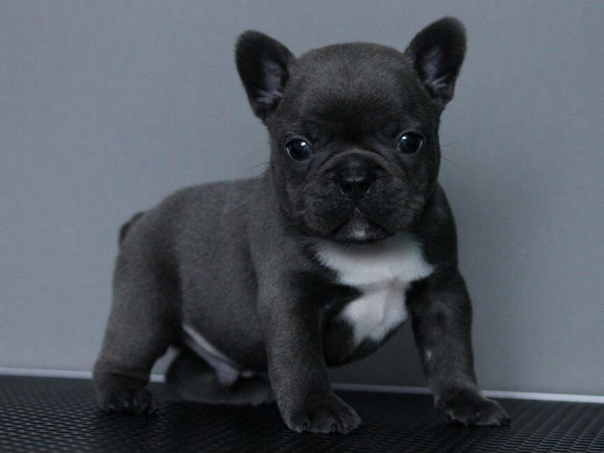 Французский бульдог щенки