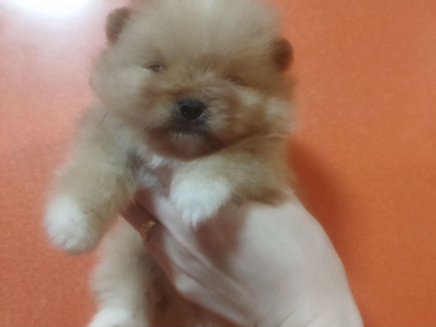 Мишутки шпиц