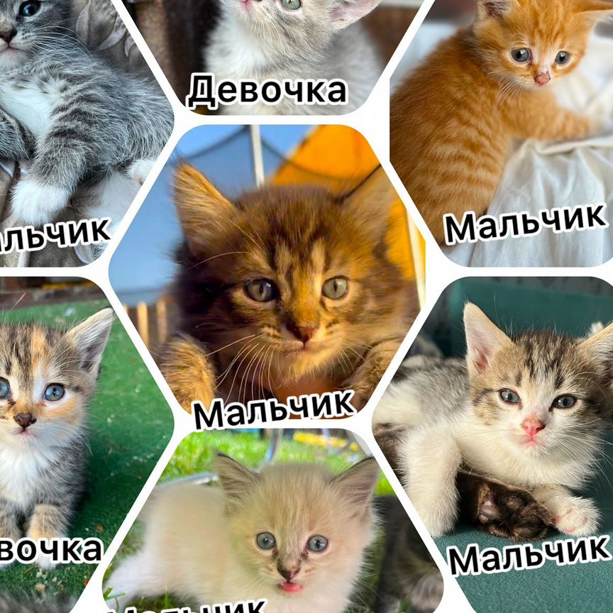 Отдам котенка в добрые руки новосибирск