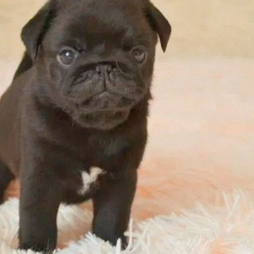 Щенки мопса