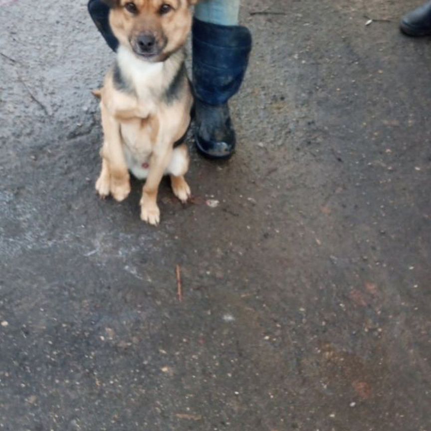 Собака и котята