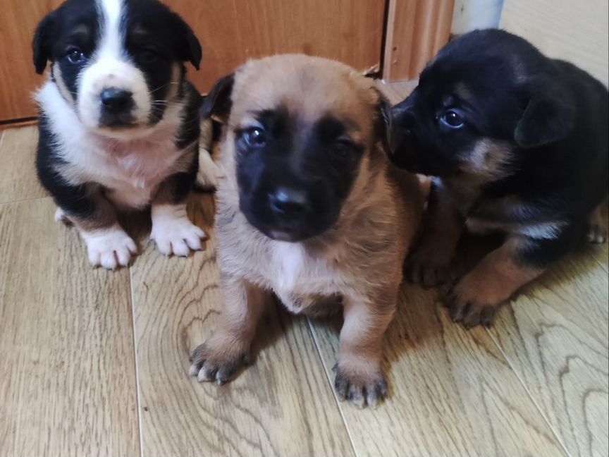 Щенки в добрые руки