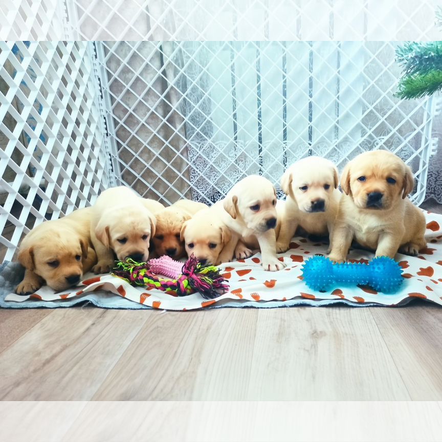 Лабрадор-ретривер, щенок