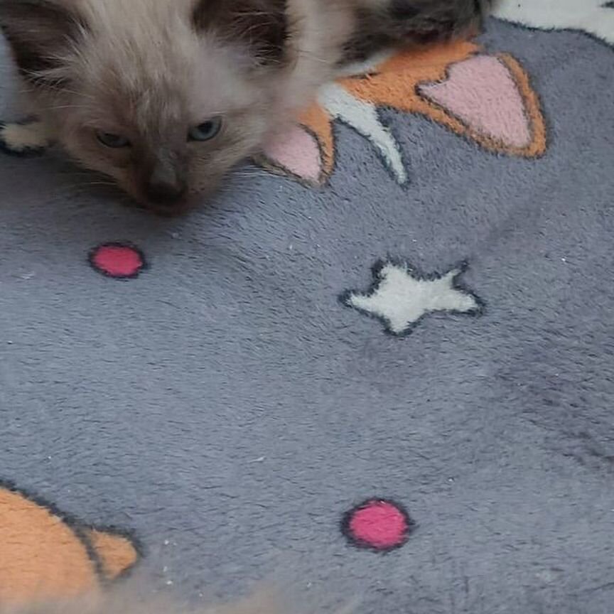 Сиамский котёнок