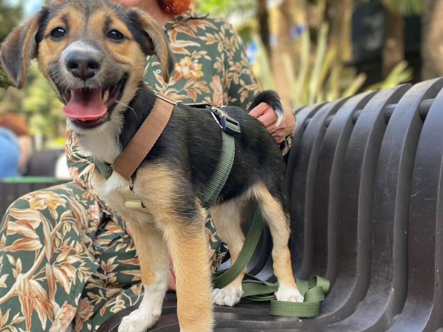 Очаровательный щенок в добрые руки