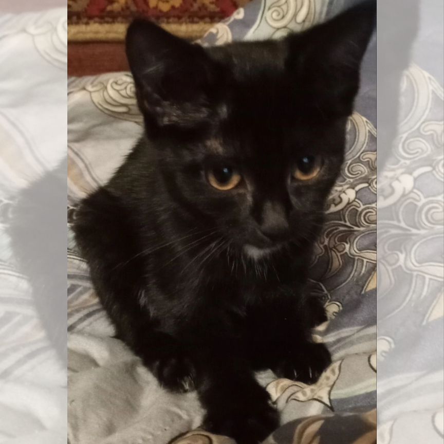 Котенок девочка 3 месяца