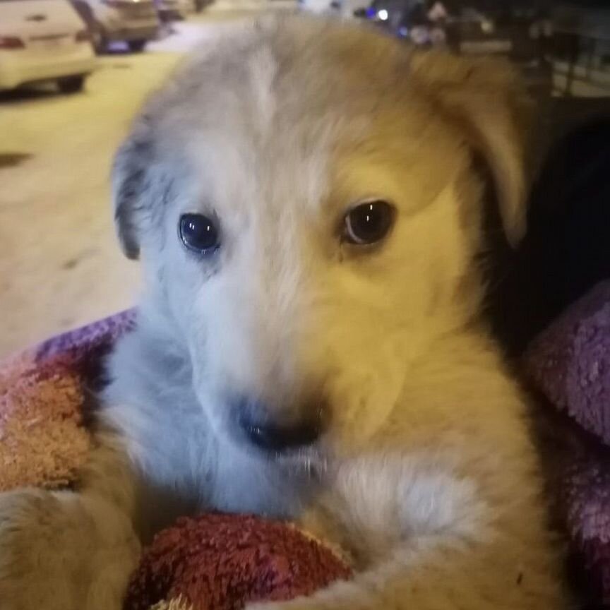 Щенок в добрые руки