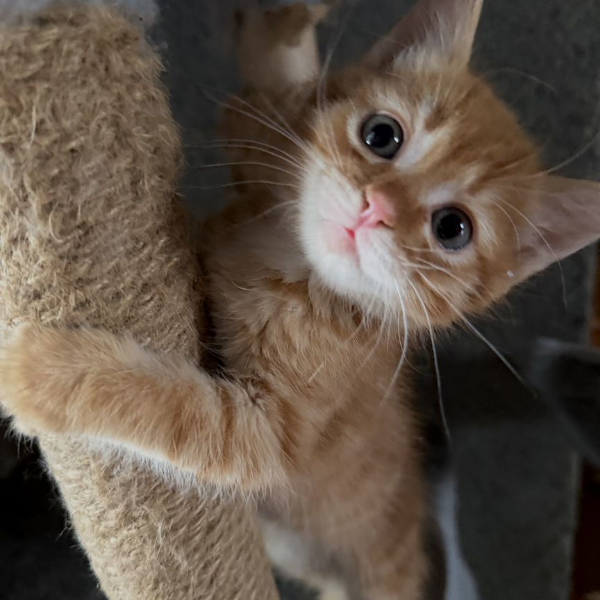 Котёнок в добрые руки