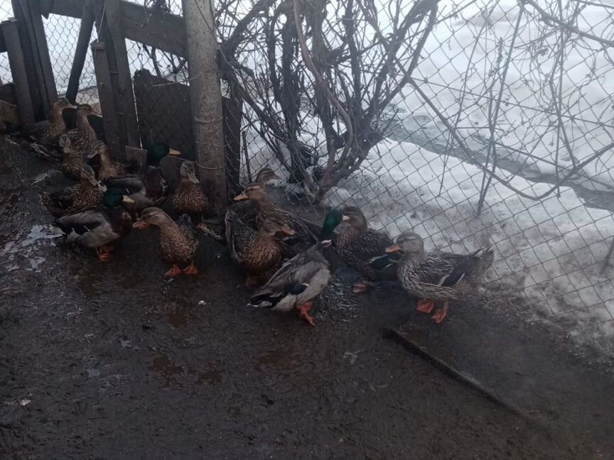 Дикая утка кряква