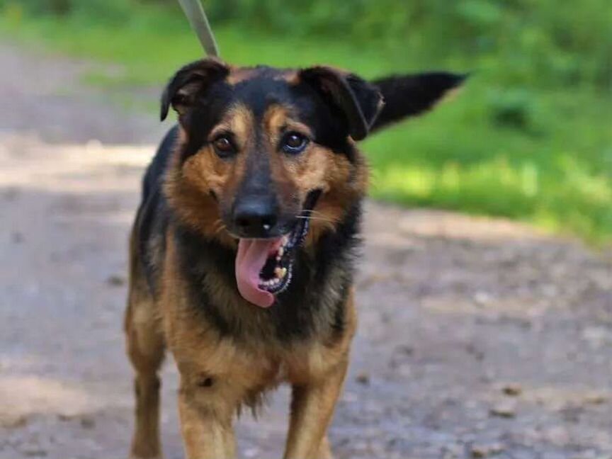 Собака в добрые руки