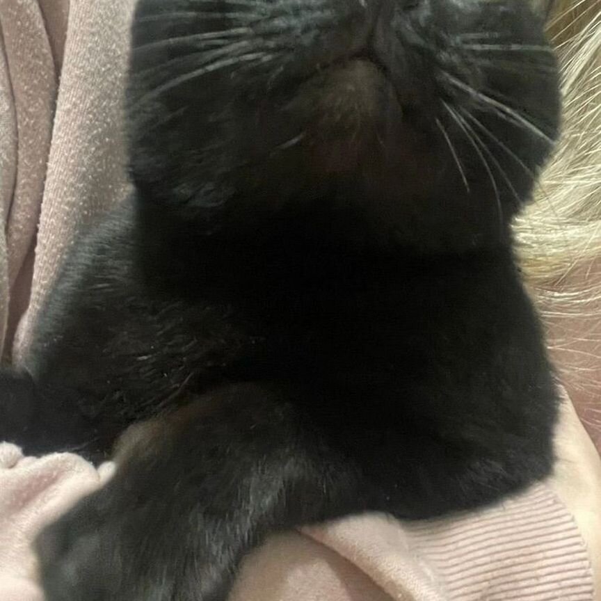 Котик в дом