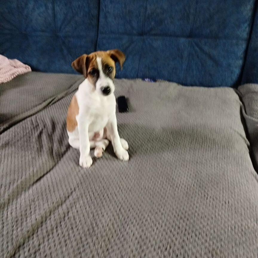 Джек рассел терьер