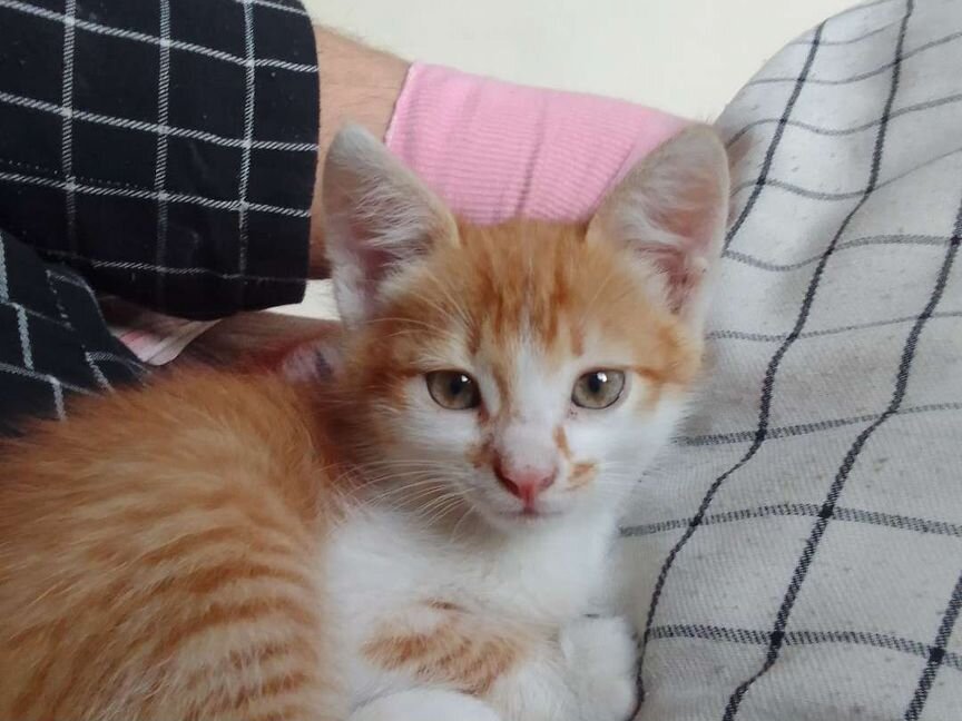 Котята в добрые руки бесплатно