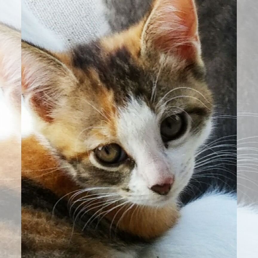 Кошечка в добрые руки