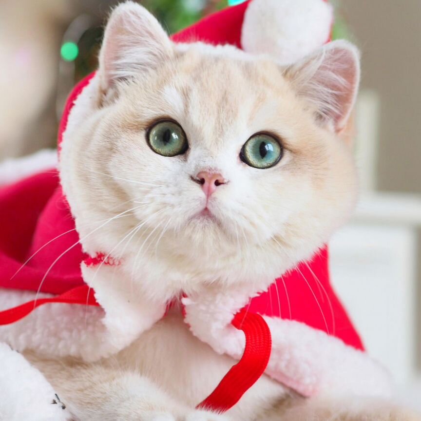 Британский короткошёрстный котёнок