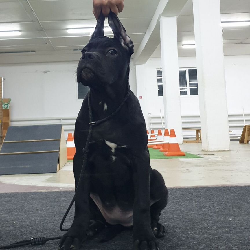 Черная красавица