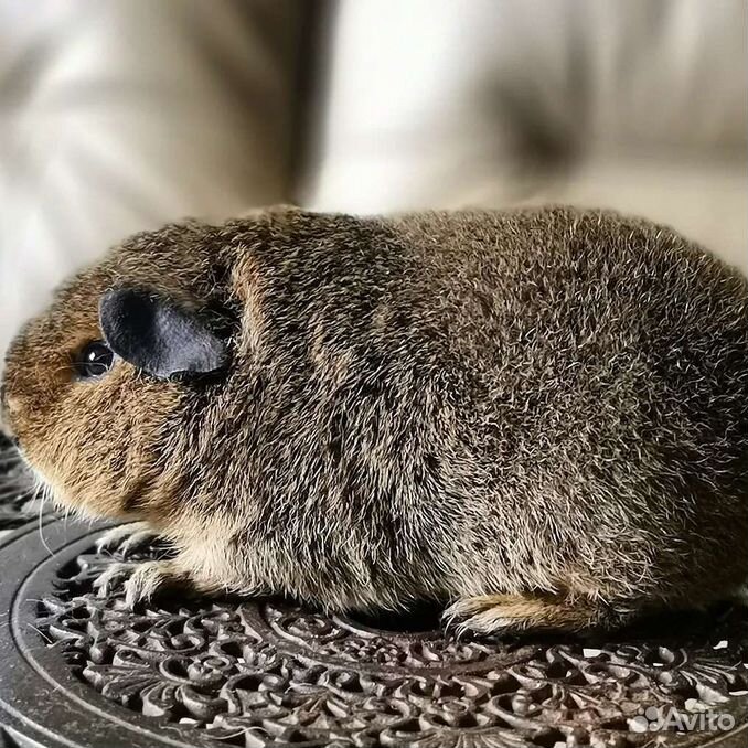 Морская свинка Американский тедди