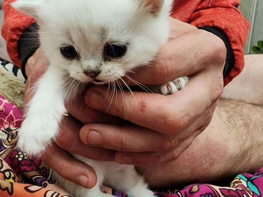 Котята серебристая шиншилла