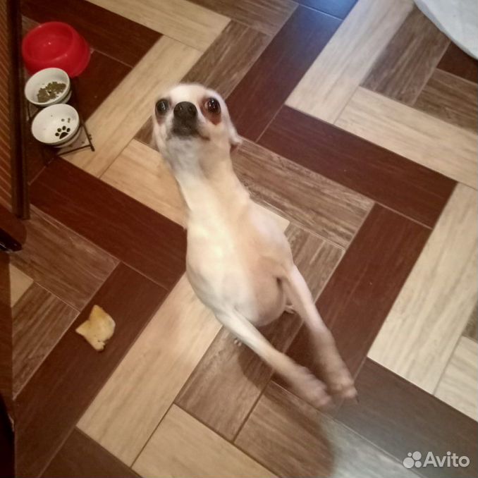 Отдадим в хорошие руки кошку и собаку