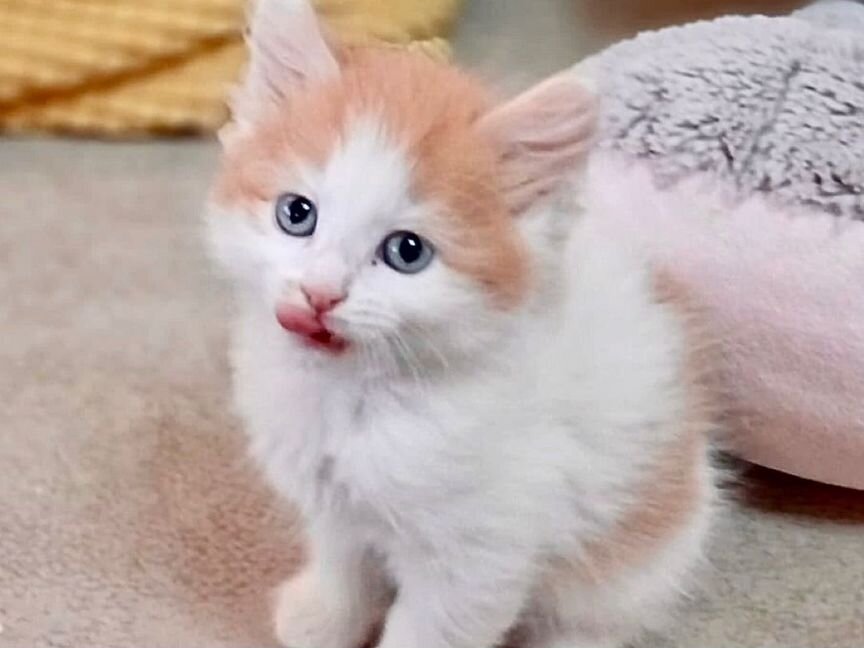 Котенок пупсик