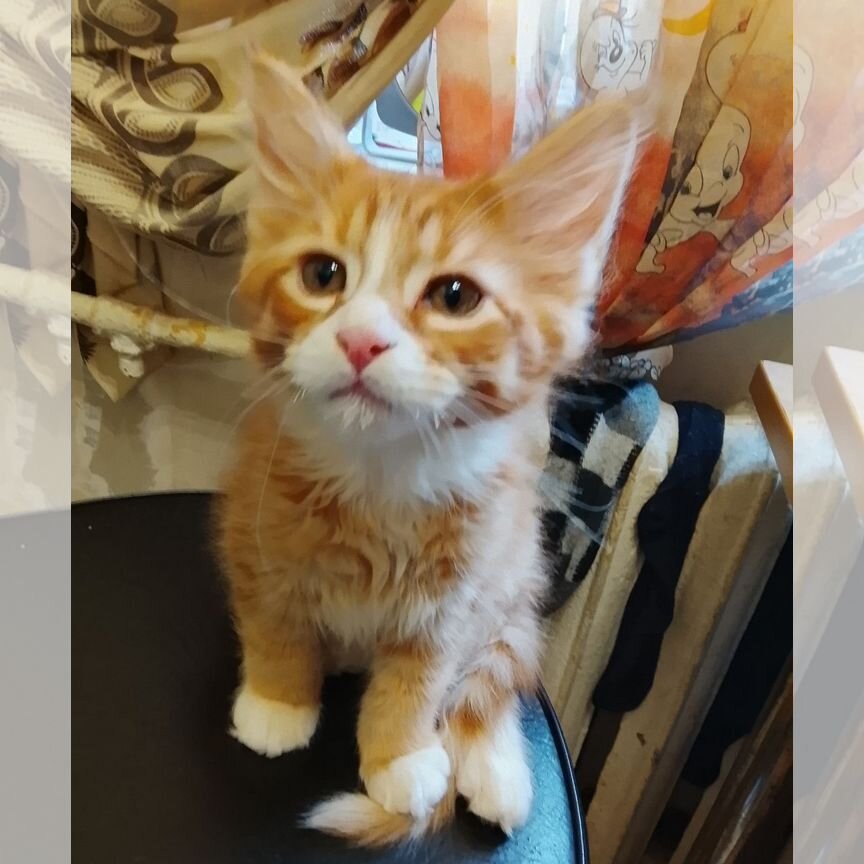 Мейн-кун котёнок