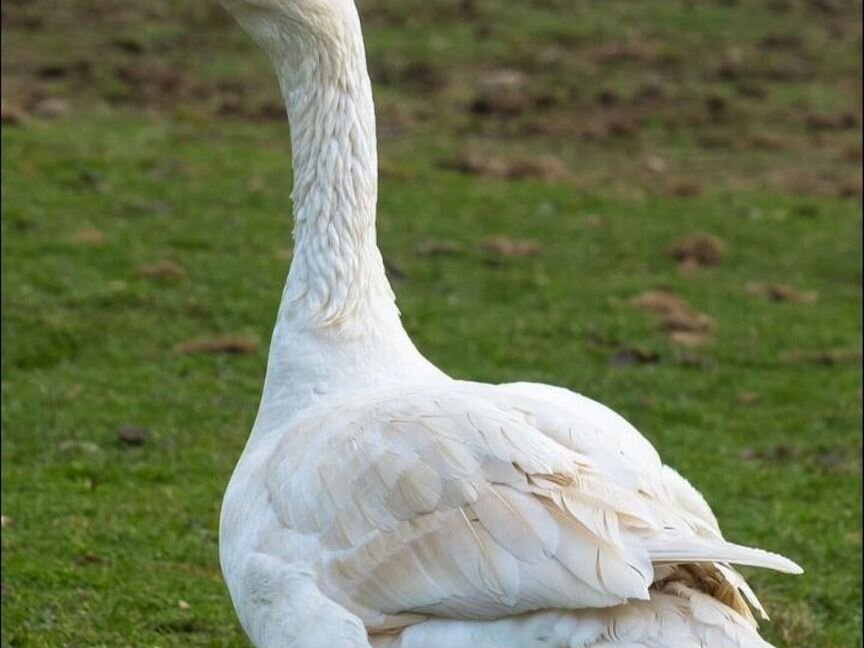 Щепаем, утей гусей курей