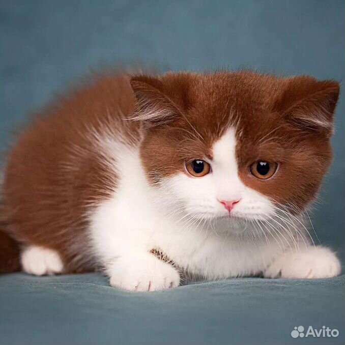 Британский мальчик в разведение