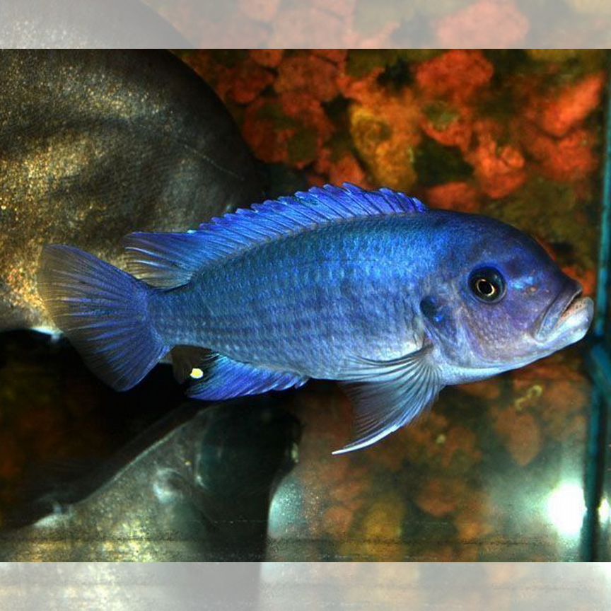 Аквариумные рыбки