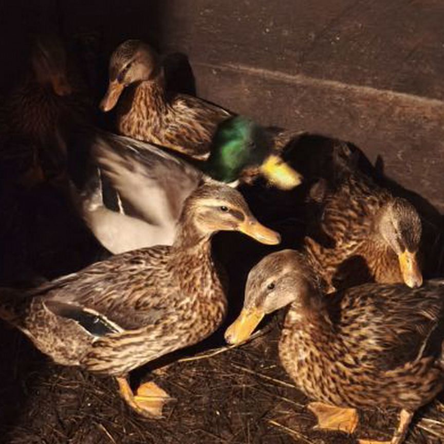 Подсадные утки