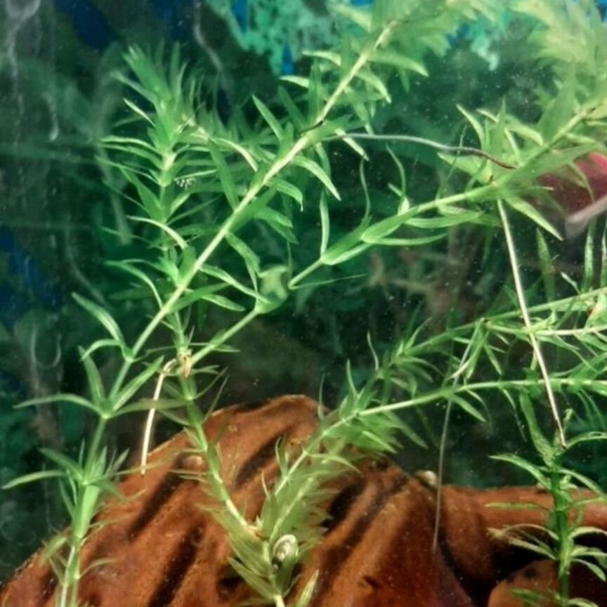 Аквариумное растение Элодея