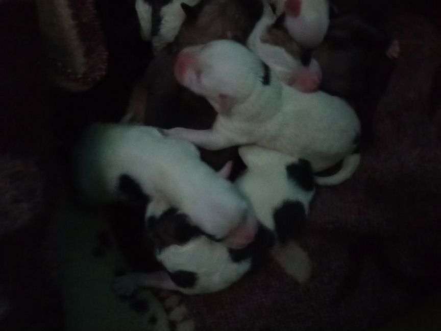 Питбуль помесь