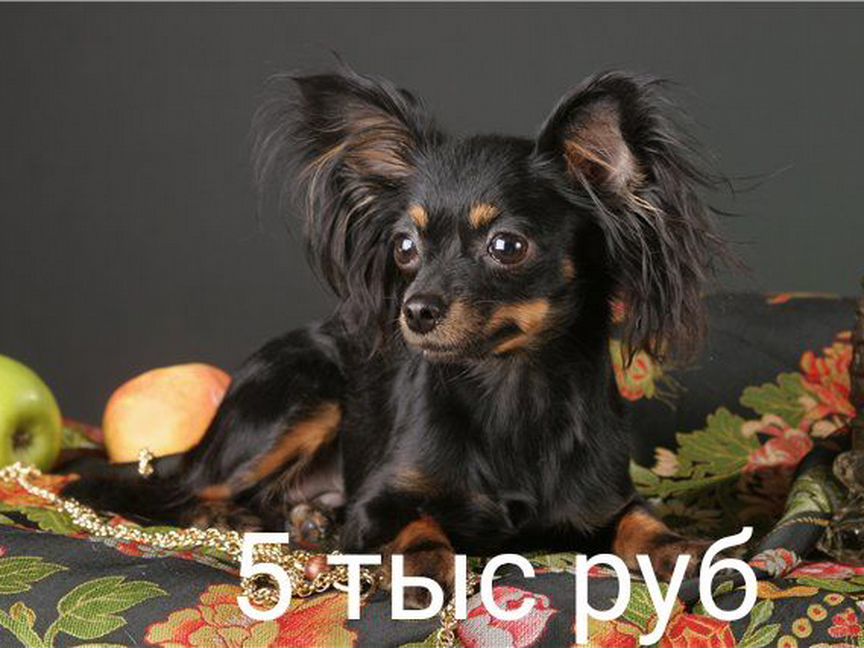 Той-терьер чистопородная