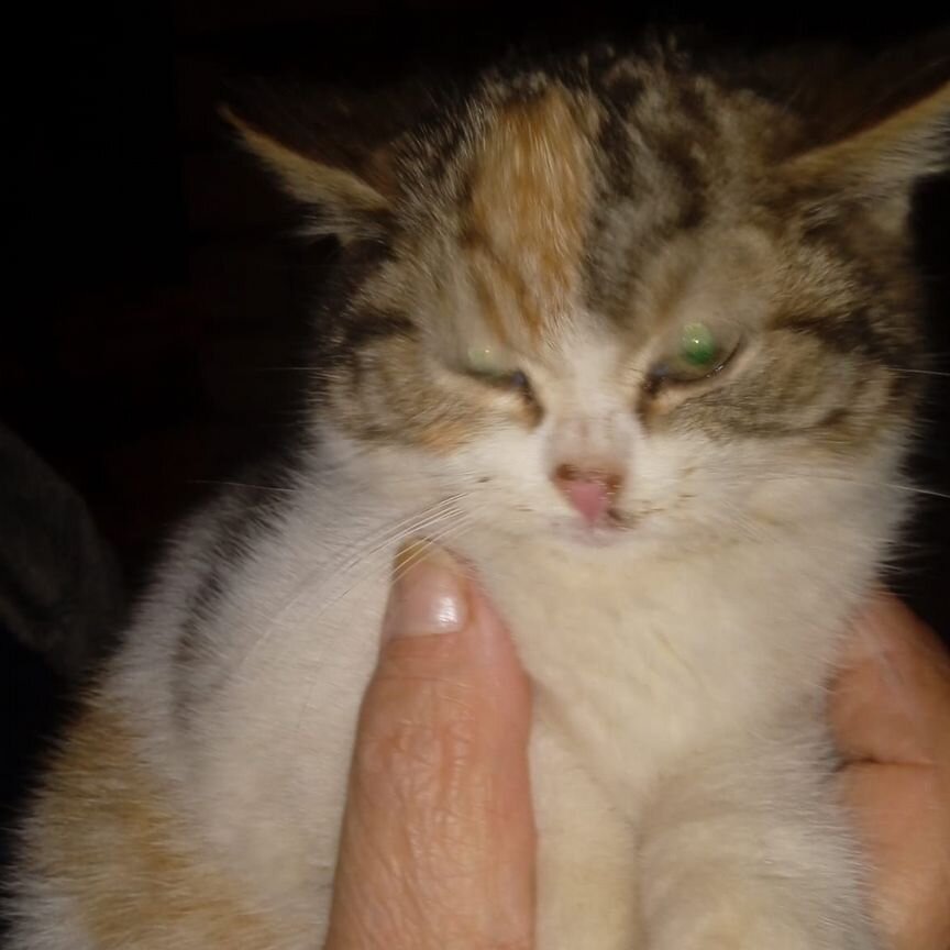 Котята замерзают на даче