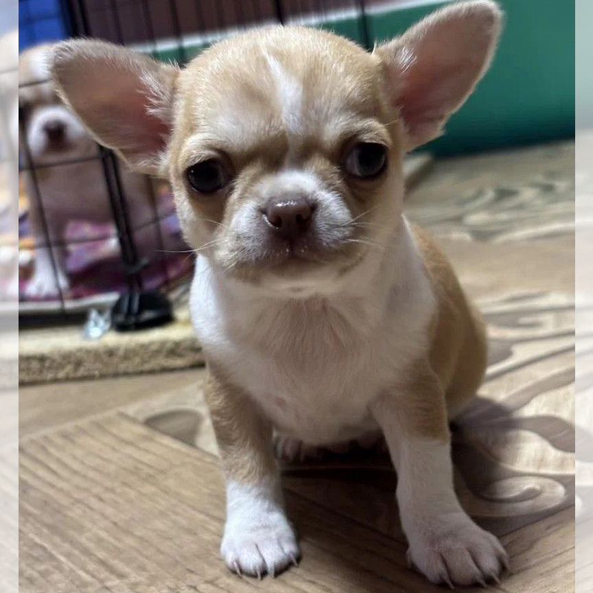 Чихуахуа, щенок