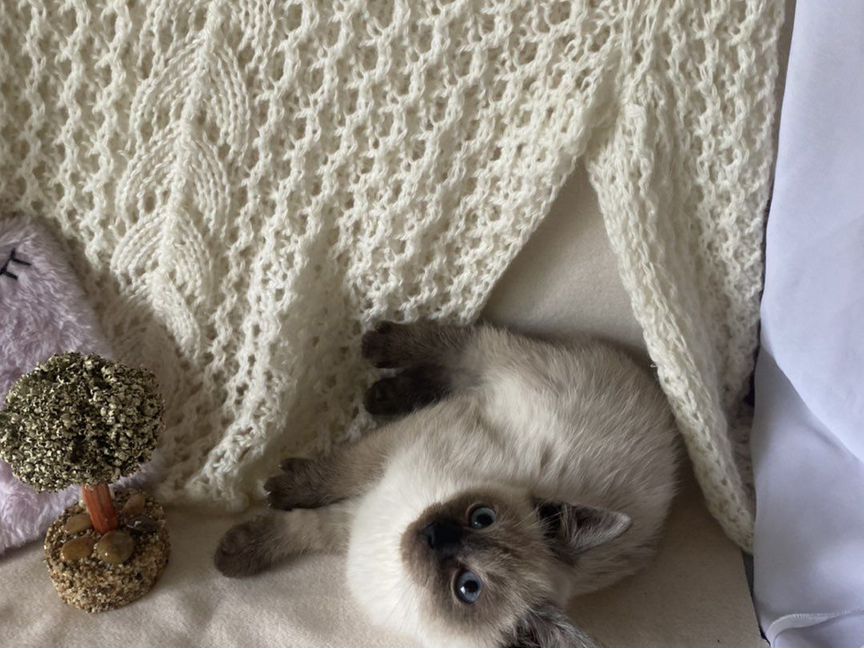 Британская кошка