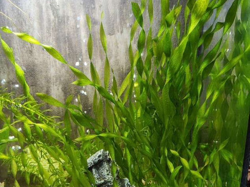 Аквариумное растение валлиснерия спиральная