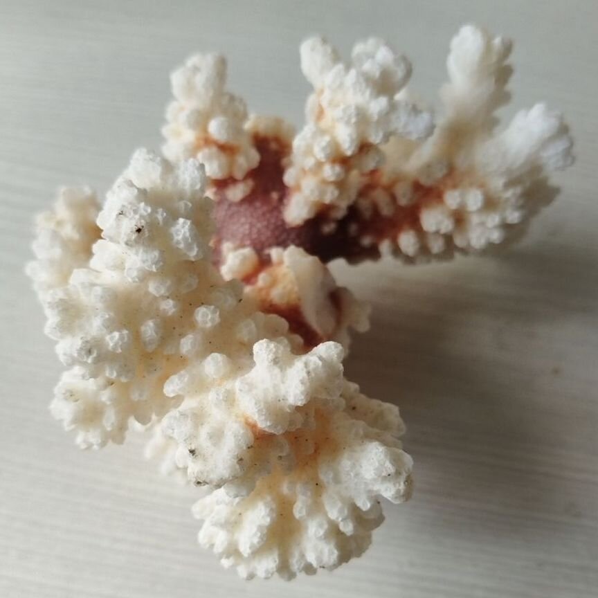 Натуральный коралл