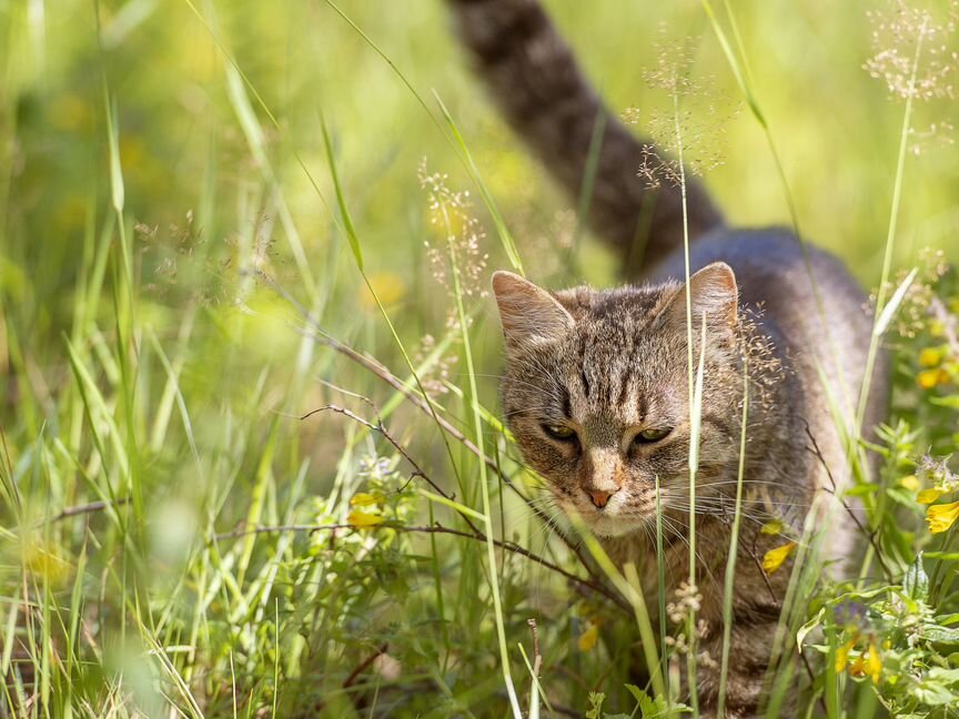 Сырок ищет дом