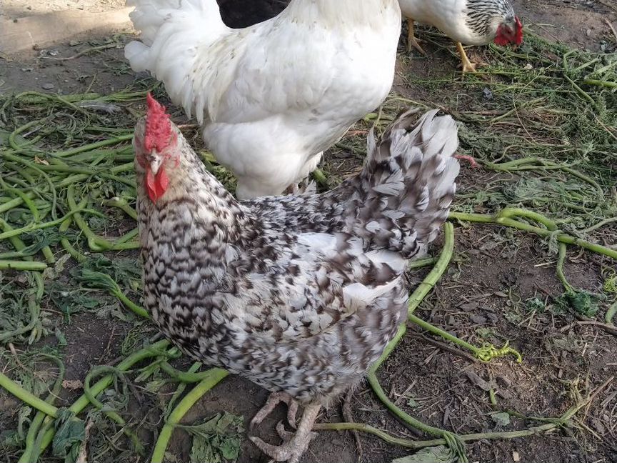 Семья Петушок и Курочка