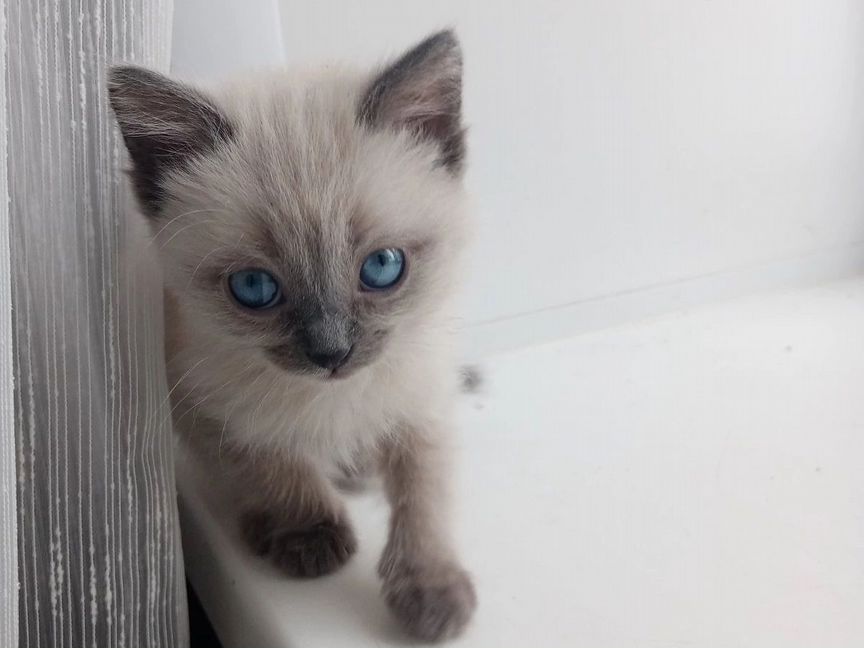 Тайские котята