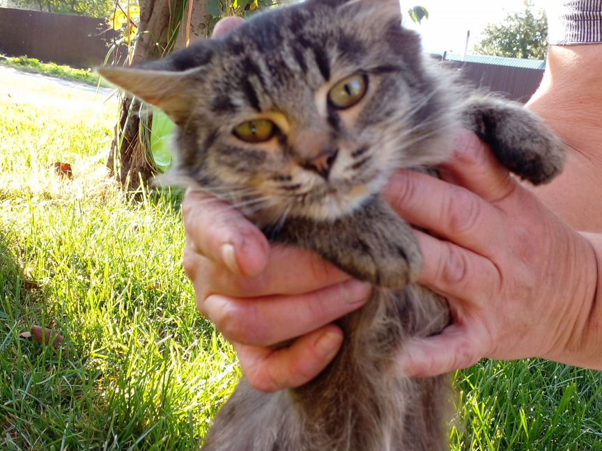 Котик ищет любящую семью