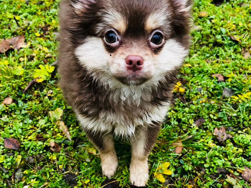 Щенки чихуахуа длинношерстные