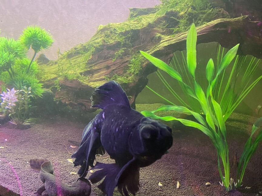 Телескоп взрослый(бабочка)