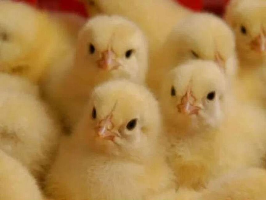 Бройлер кобб500