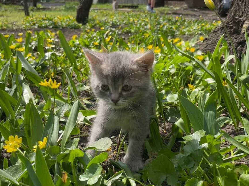 Котята в добрые руки бесплатно приученные к лотку
