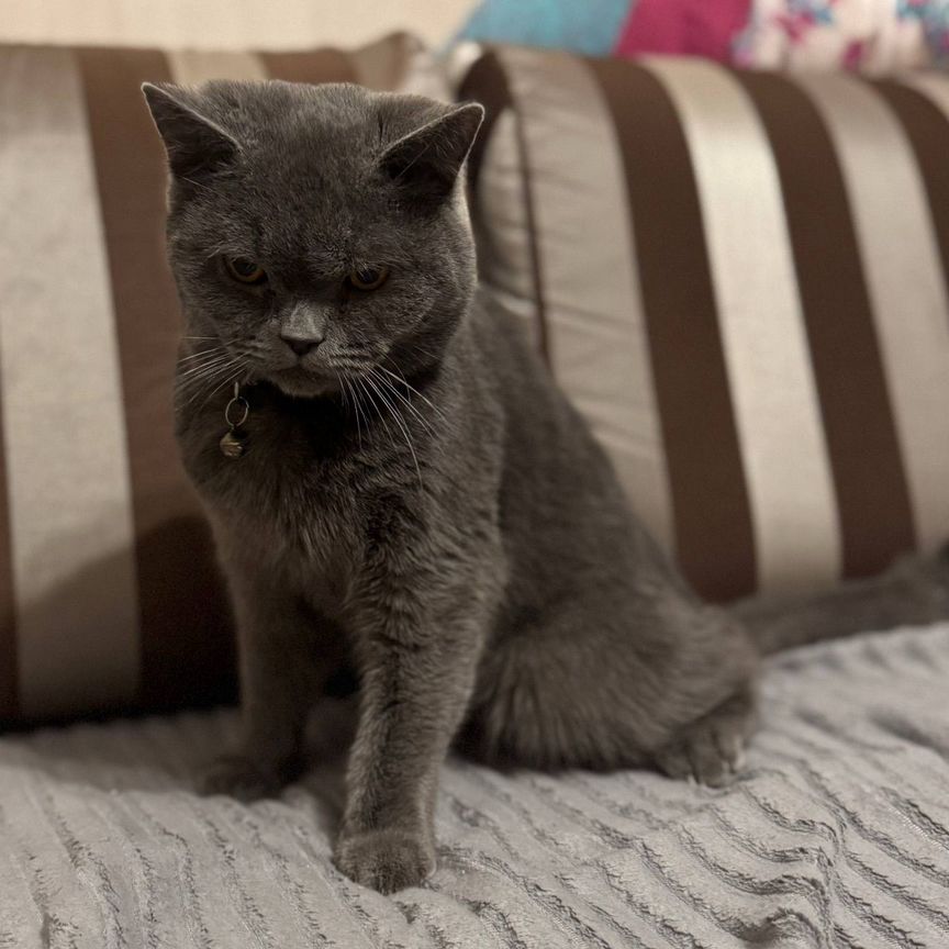 Британский короткошёрстный, взрослый кот