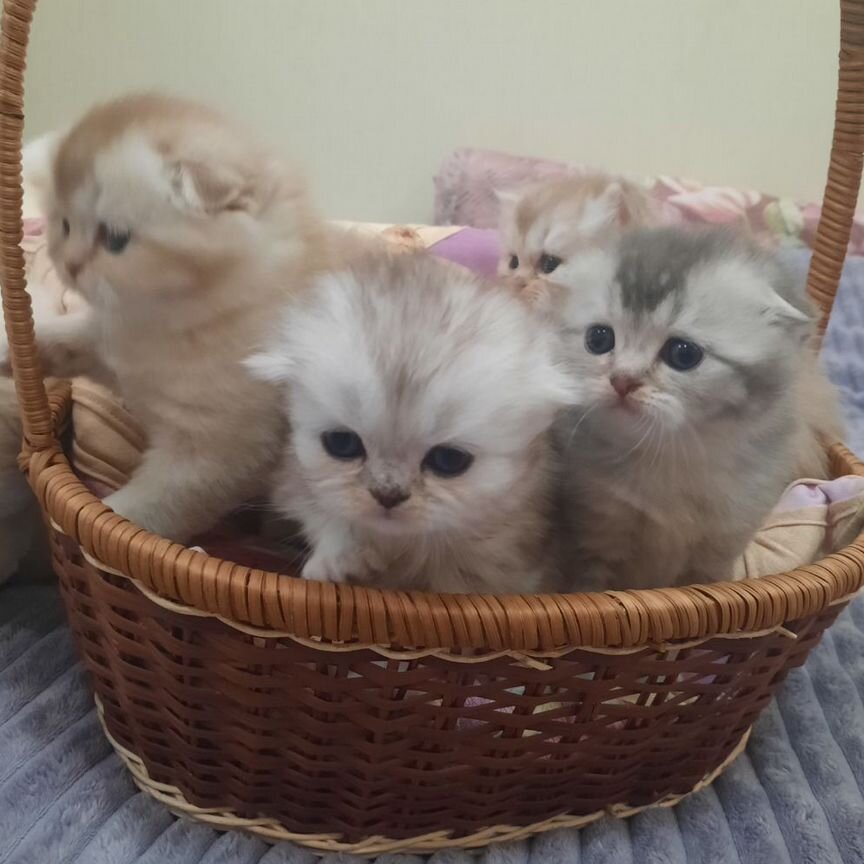 Шотландские вислоухие котята