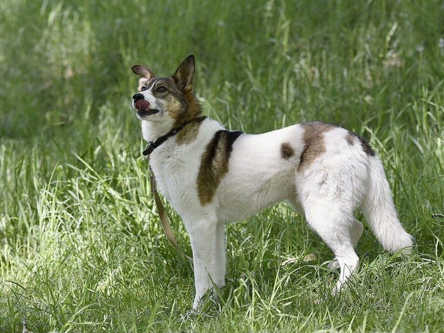 Старичок Раф пропадает в приюте